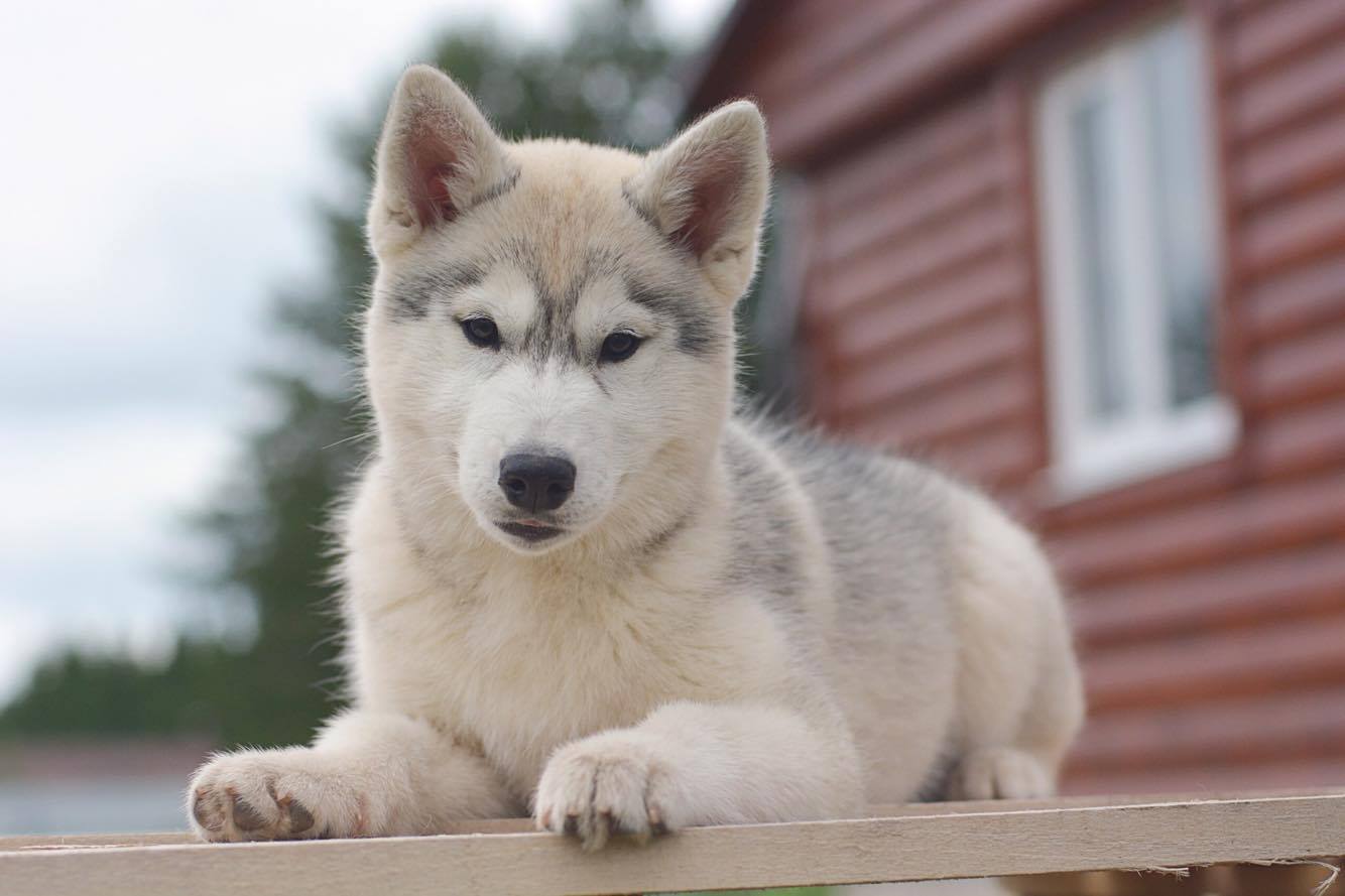 Сибирские Хаски | Siberian Husky : Всё о собаках породы Сибирский Хаски ...